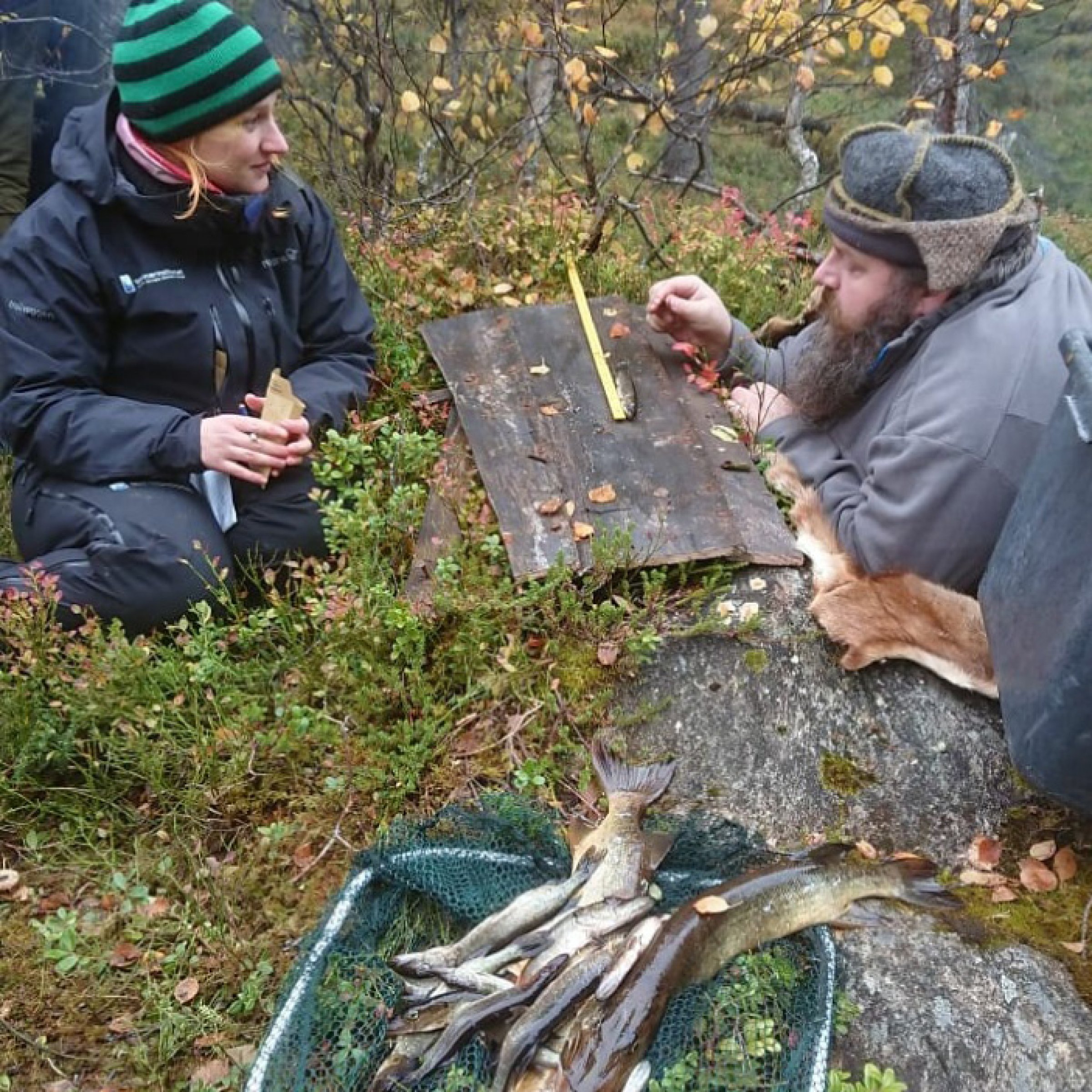 Introdusert gjedde trolig utryddet fra Stjørdal kommune ... Introdusert gjedde trolig utryddet fra Stjørdal kommune ...